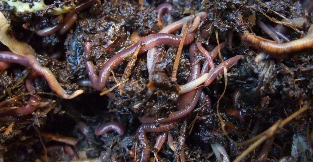 11 Super Interesting Facts About Earthworms