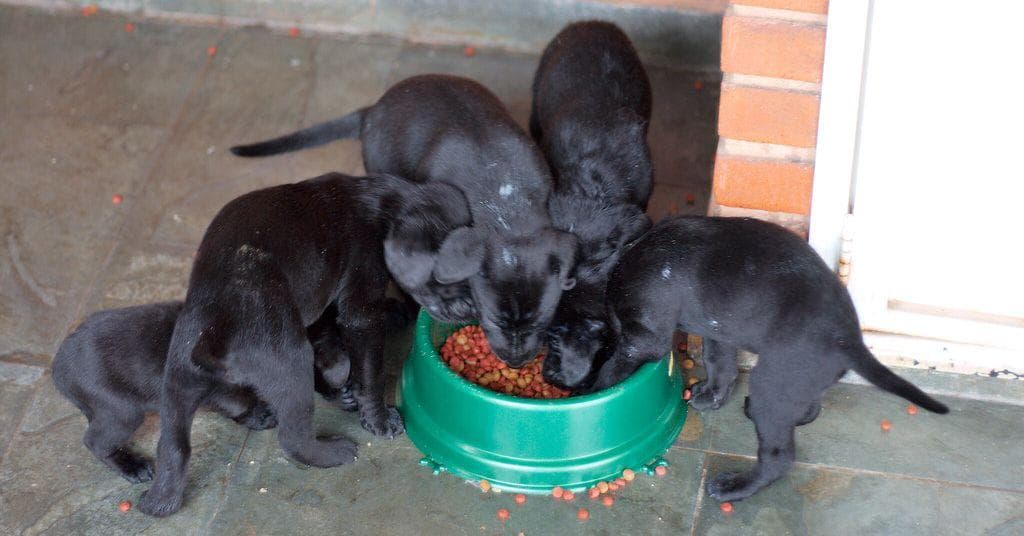 GIFs of Animals Eating That'll Make You Smile