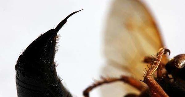 The Schmidt Pain Index | Ranking of Bug Sting Painfulness