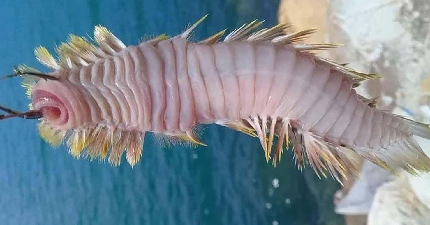 Disturbing Bugs And Sea Creatures Found In The Wild