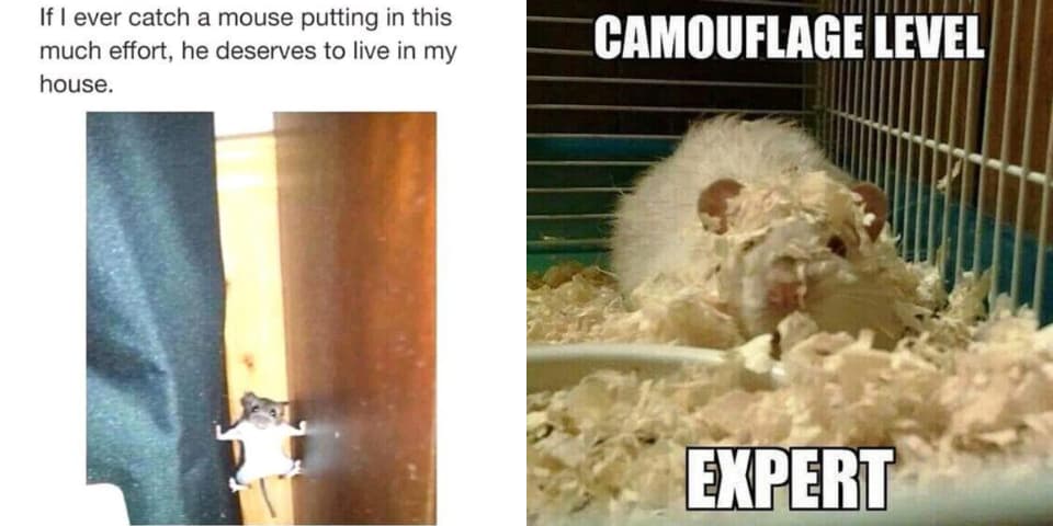 The 25 Funniest Mouse Memes, Ranked