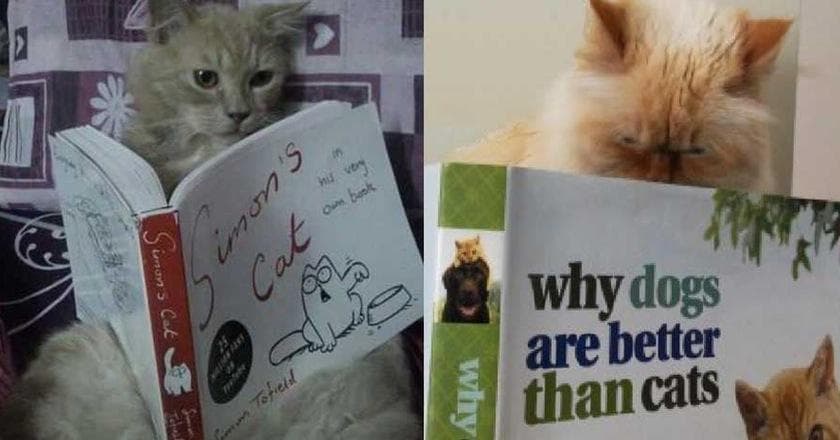 Dogs And Cats Reading Books