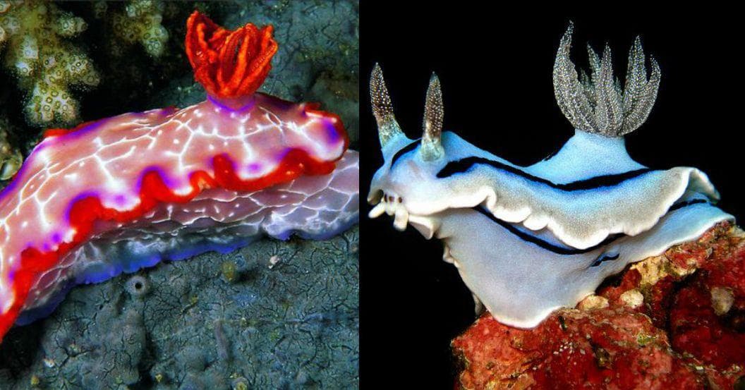 Nudibranchs Species