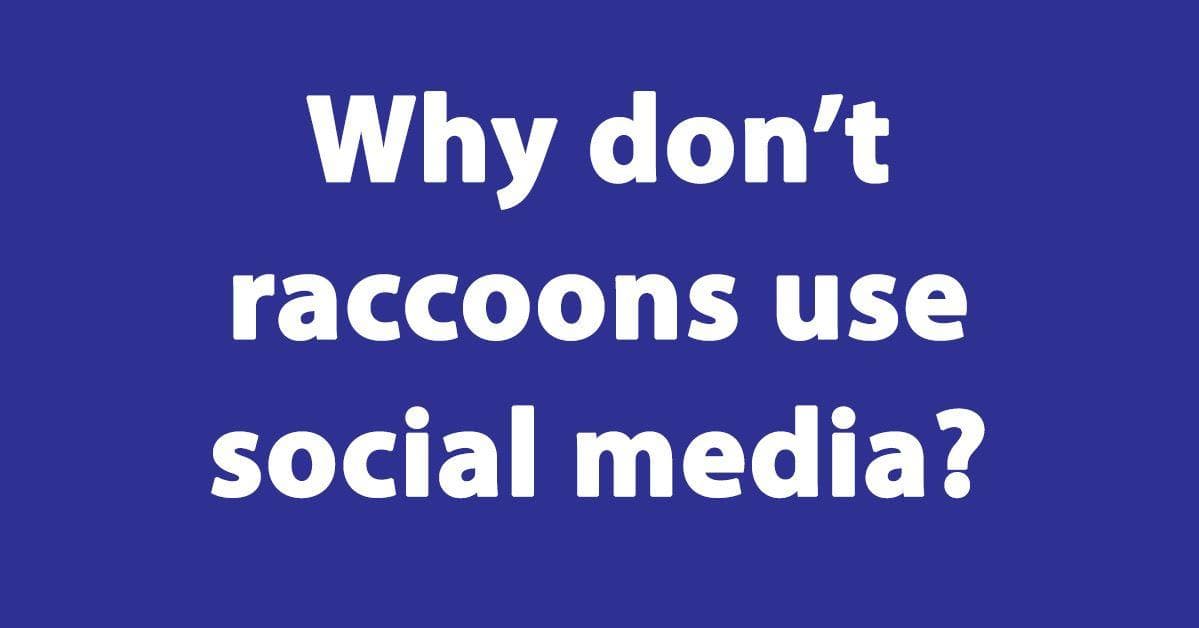 The 24 Best Raccoon Jokes, Ranked