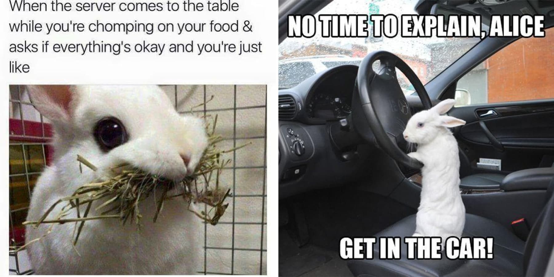 The 29 Funniest Rabbit Memes Ranked