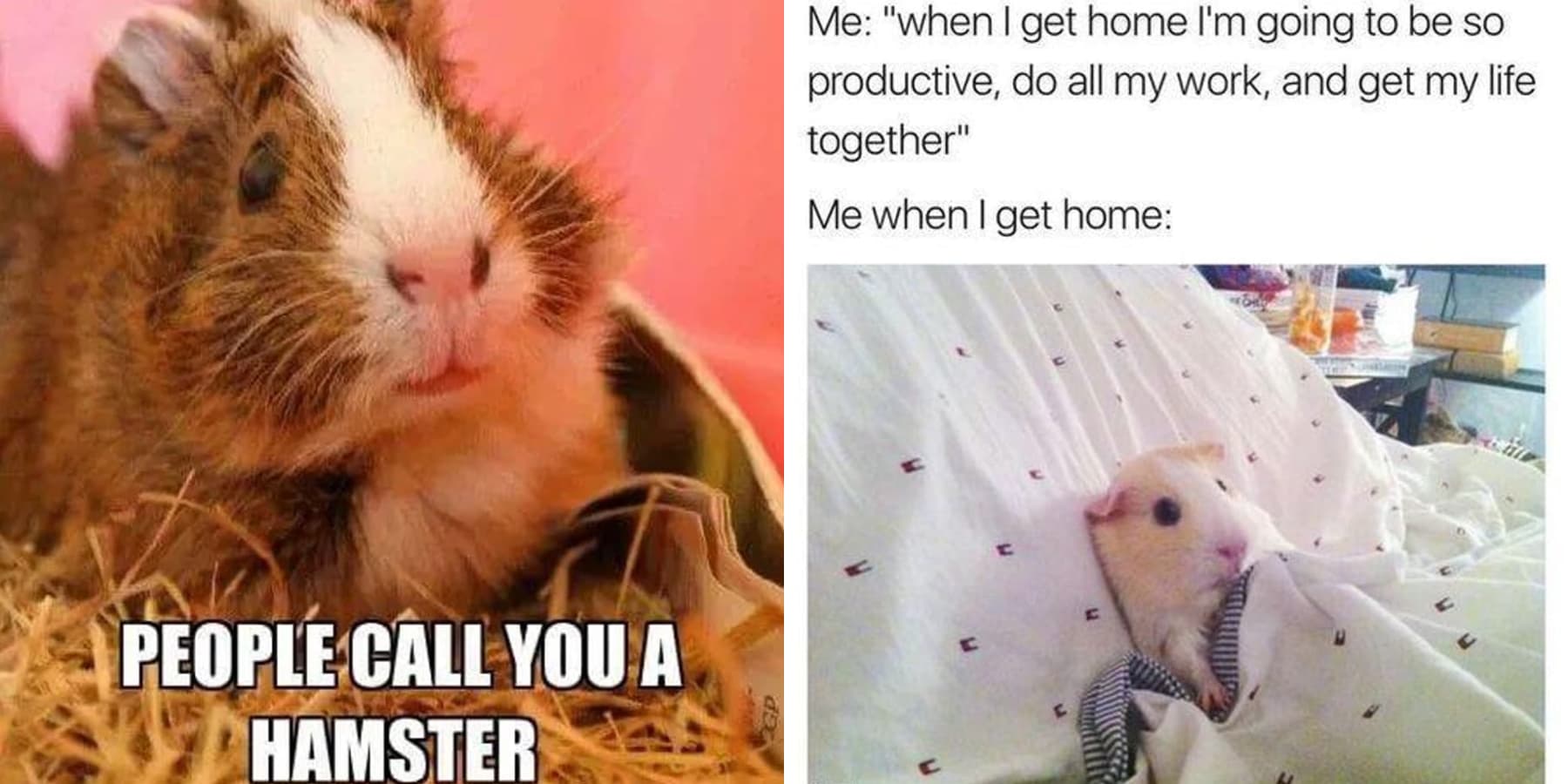 The 25 Funniest Guinea Pig Memes That Will Make You Squeak