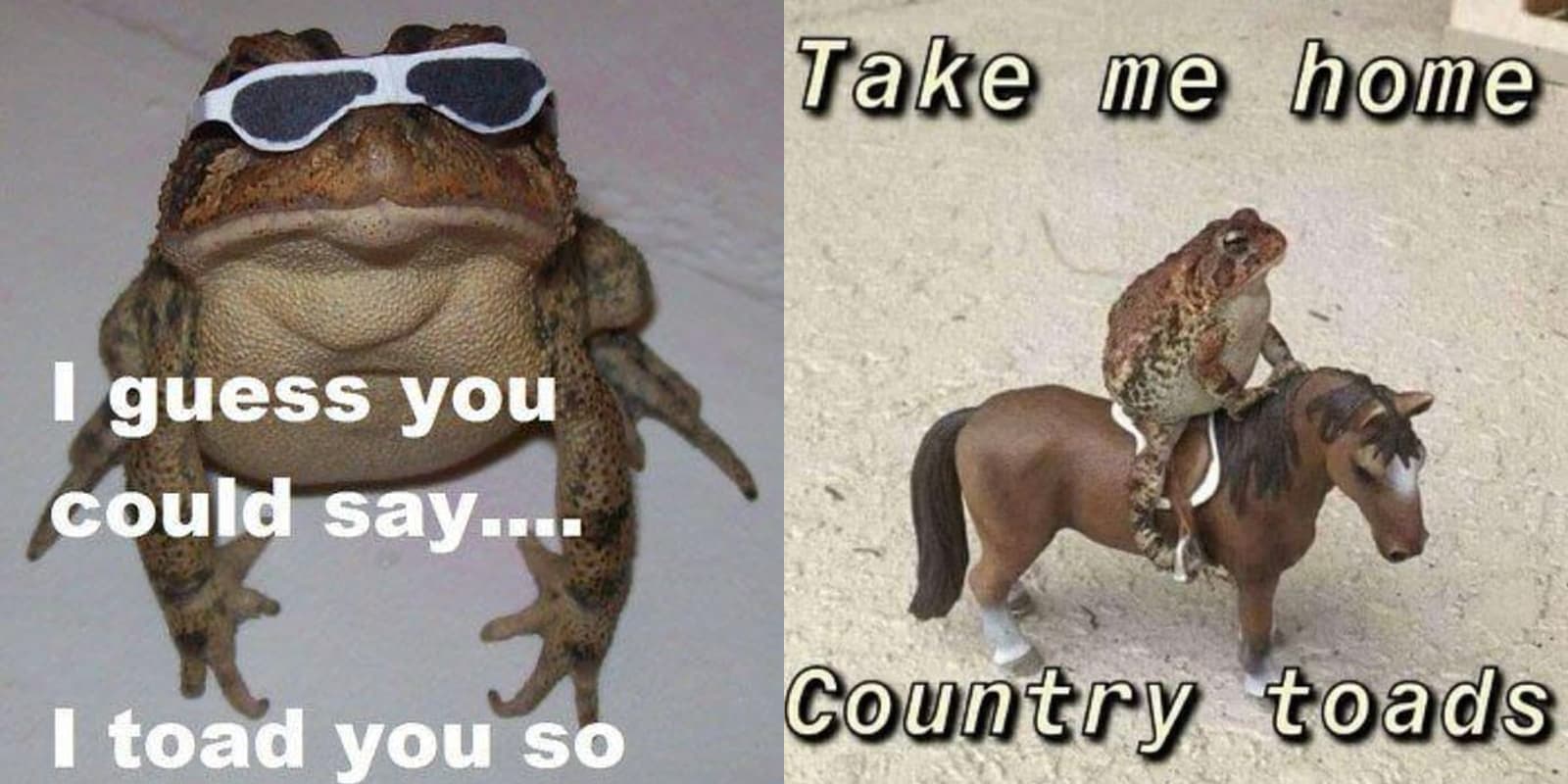 The 20 Funniest Frog Memes, Ranked