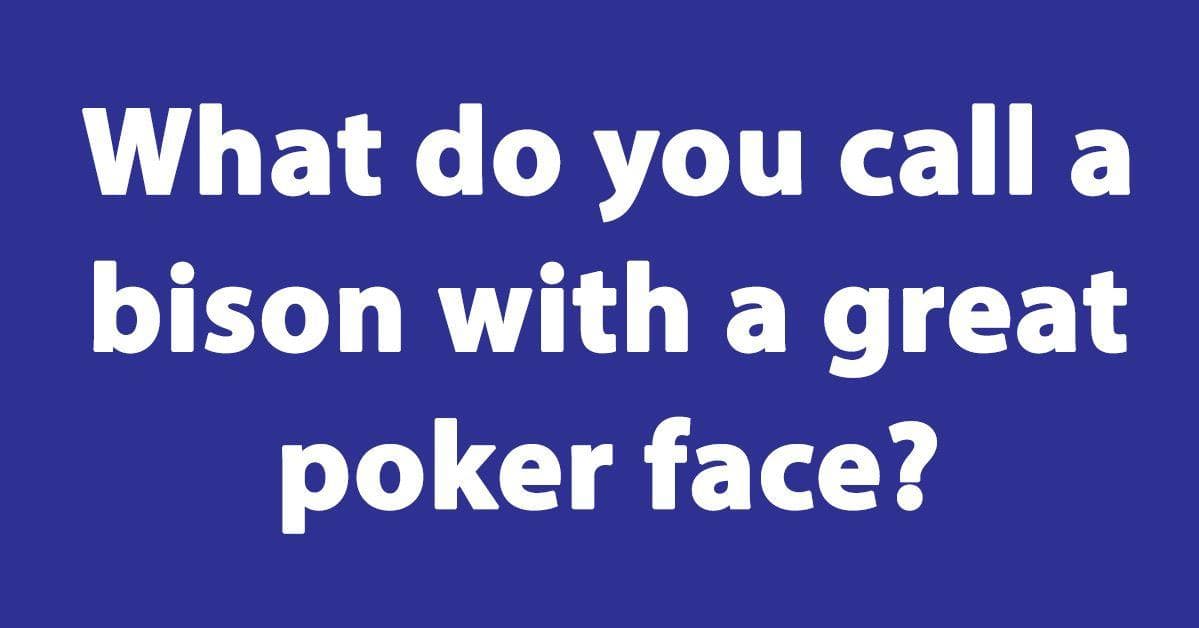 The 19 Best Bison Jokes, Ranked