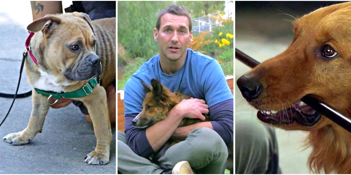 The 25 Best Lucky Dog Episodes, Ranked