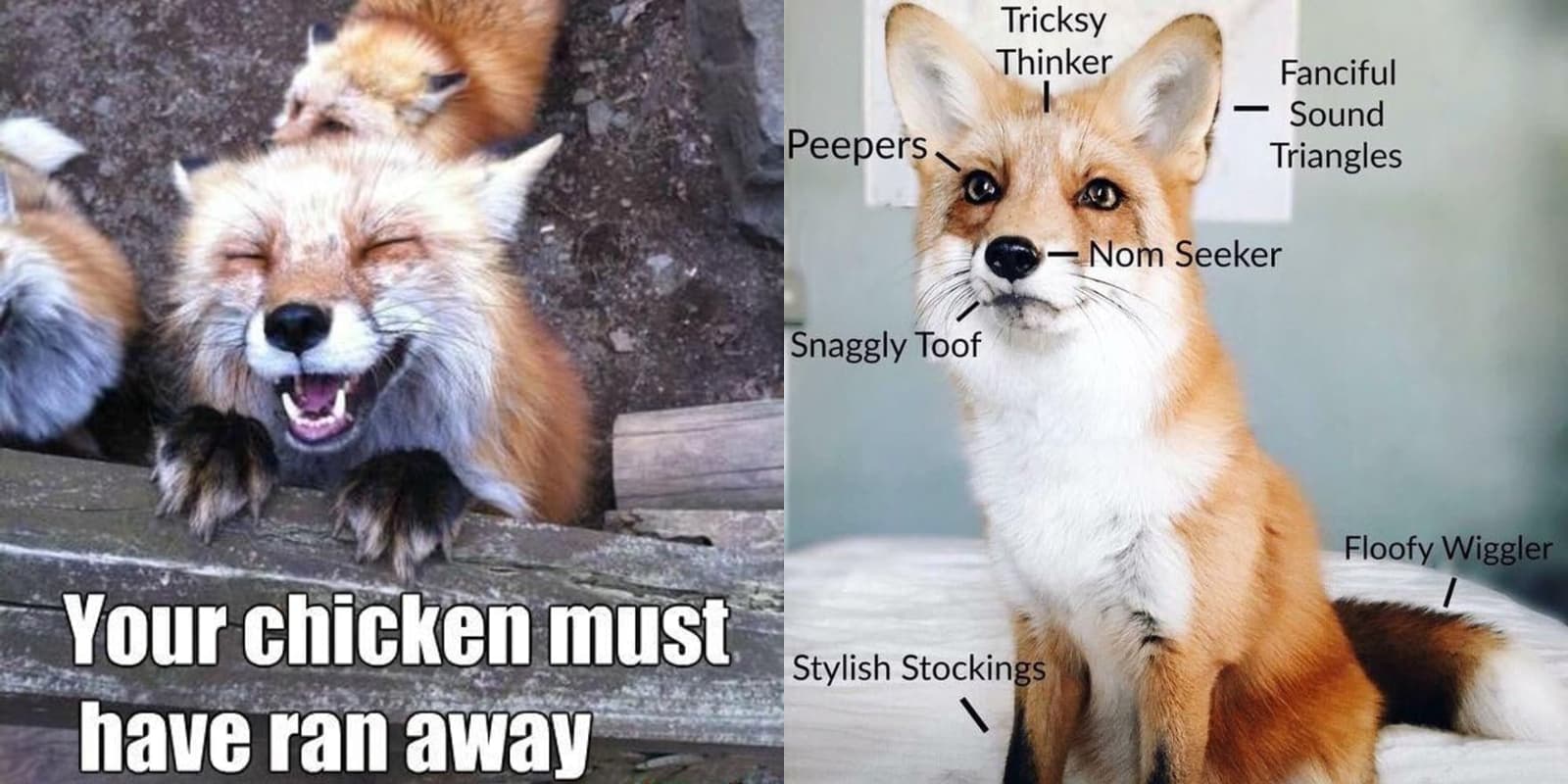 The 26 Funniest Fox Memes, Ranked