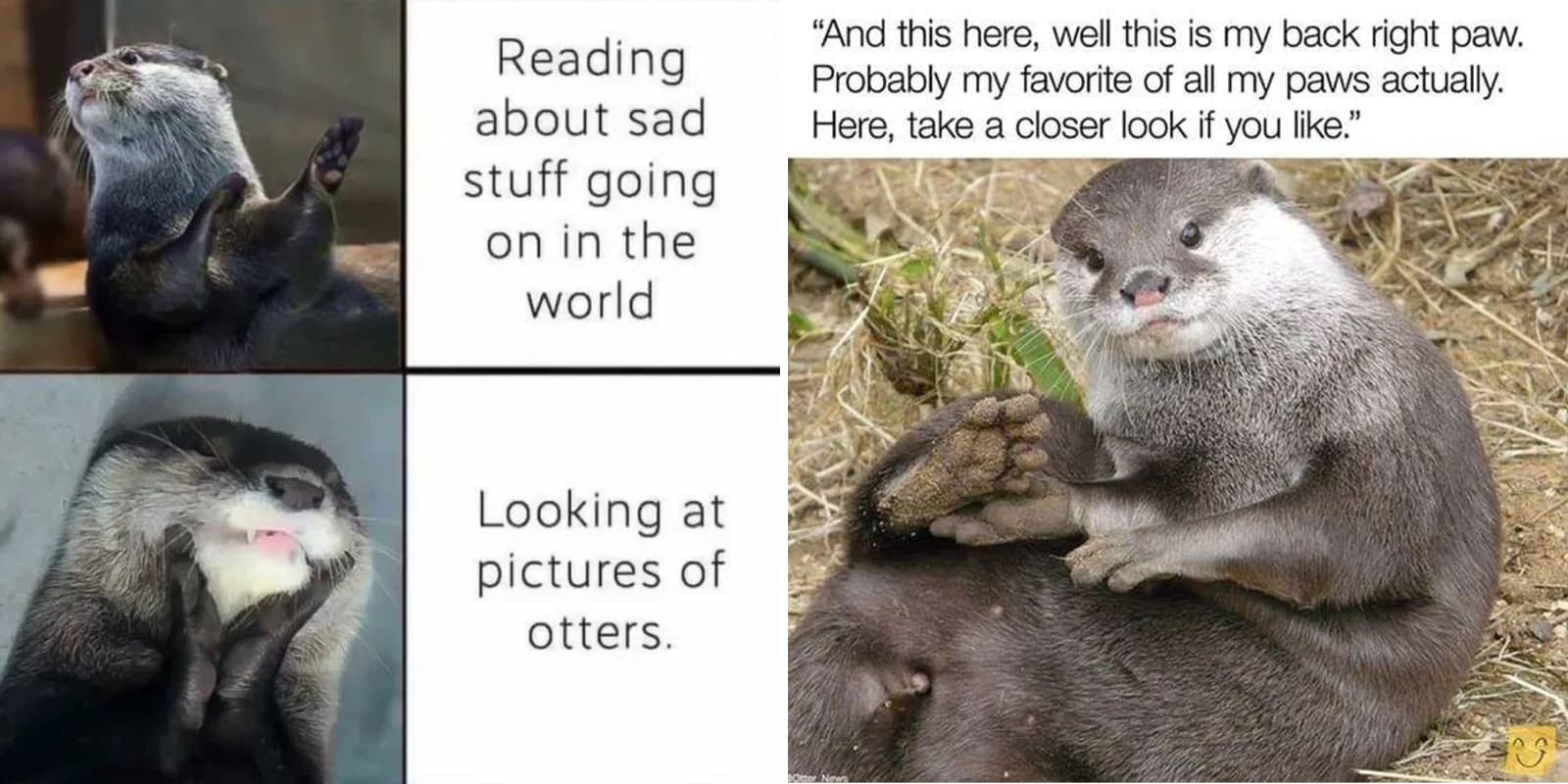 The 23 Funniest Otter Memes, Ranked