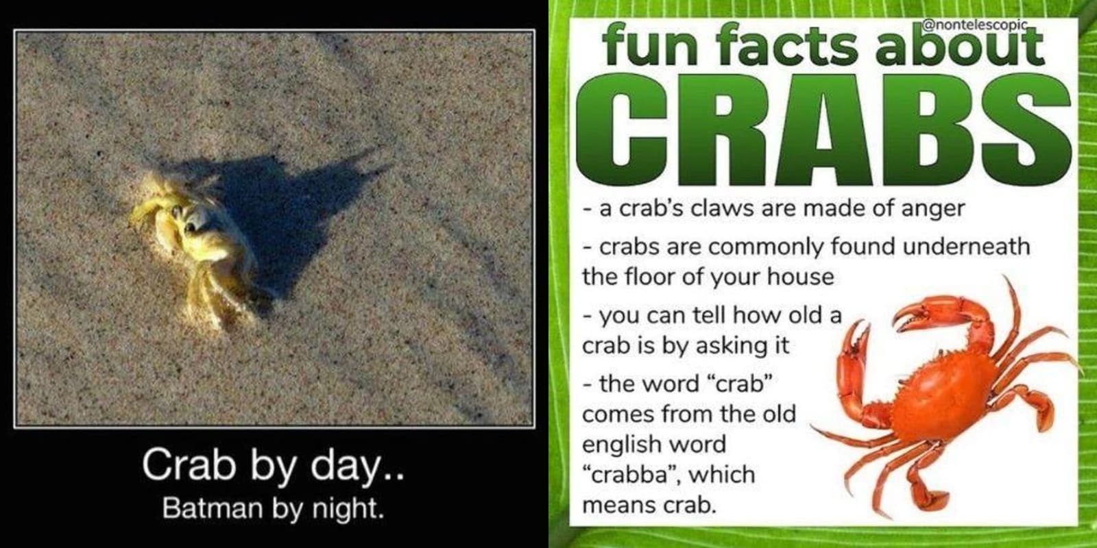The 26 Funniest Crab Memes, Ranked