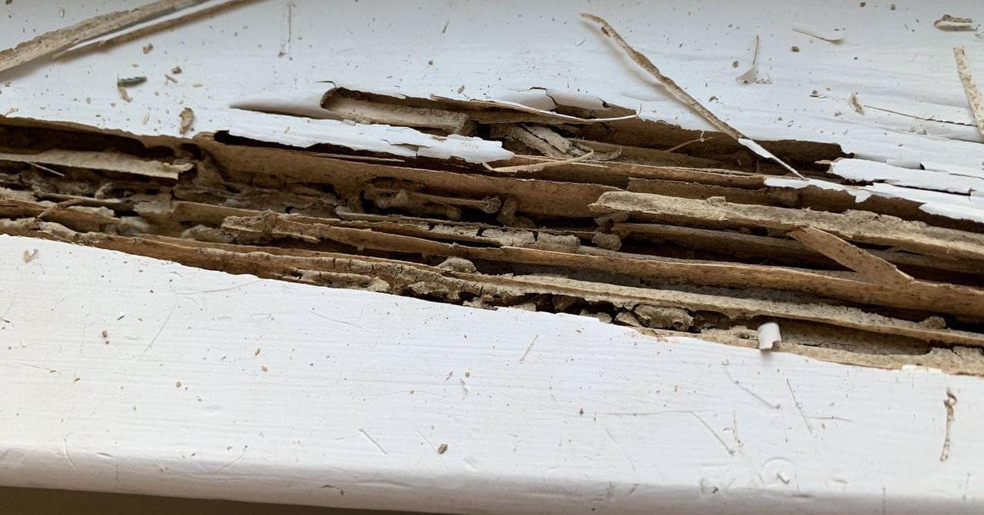 Worst Termite Damage Ever: Real People Share Their Stories