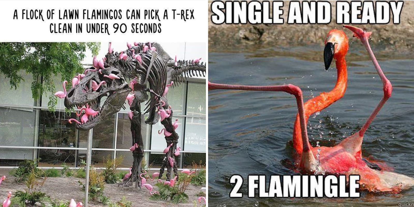 The 18 Funniest Flamingo Memes, Ranked