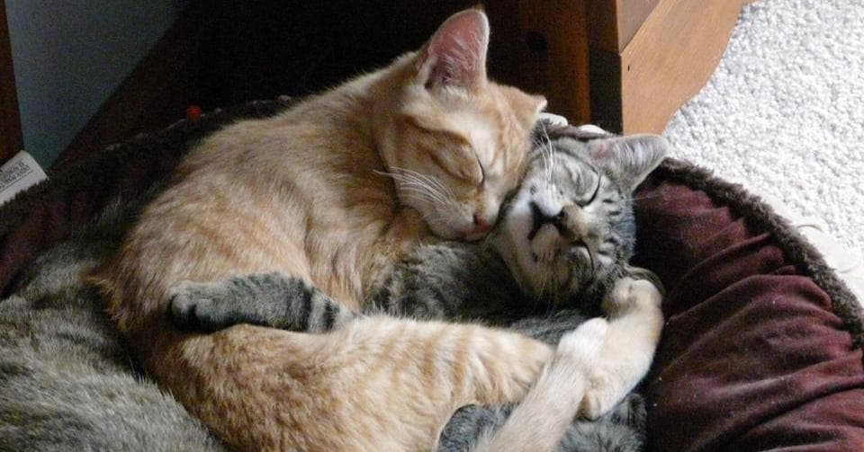 GIFs of Kittens Cuddling | Cute Cozy Cat GIFs