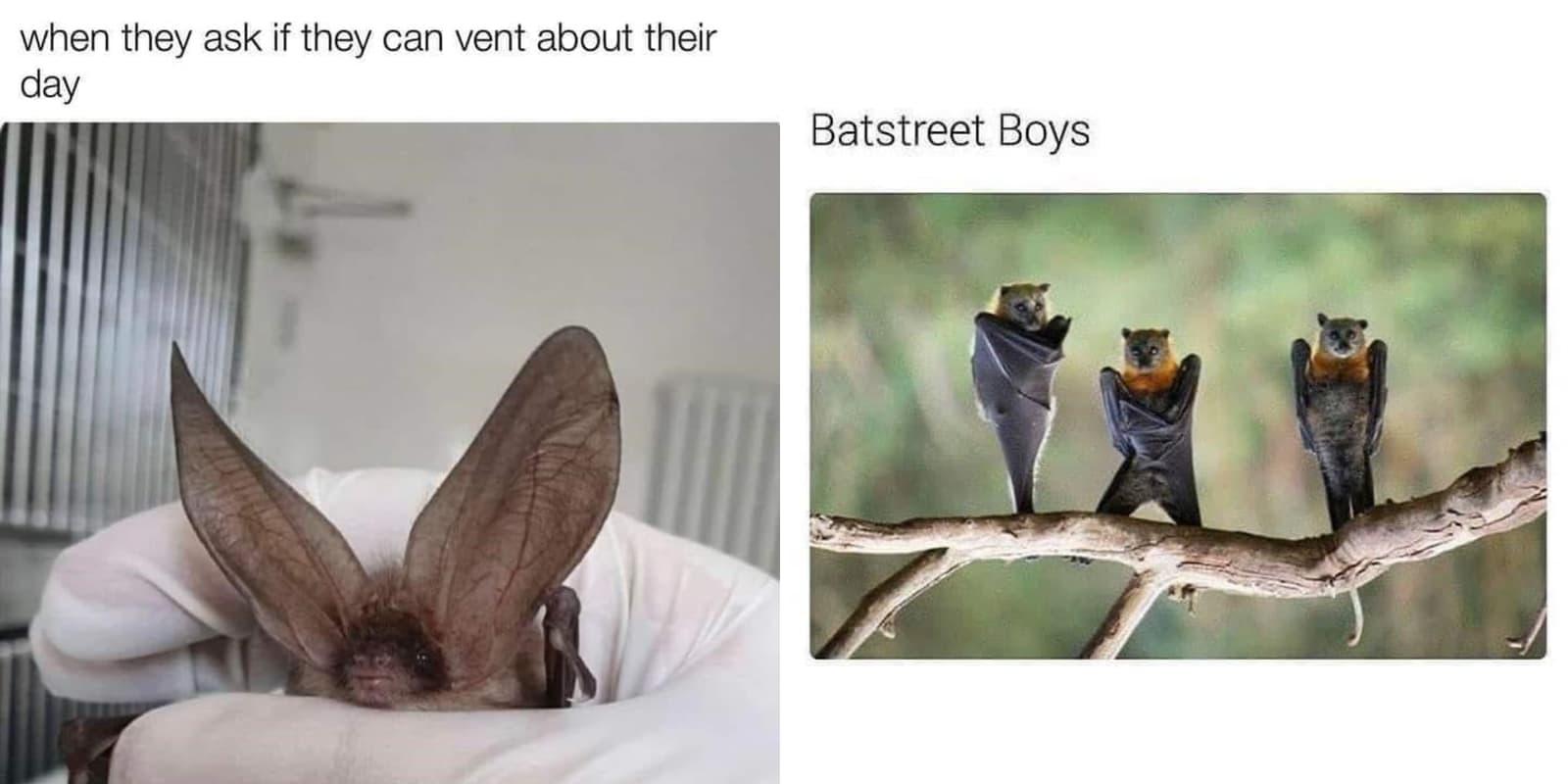 The 25 Funniest Bat Memes, Ranked