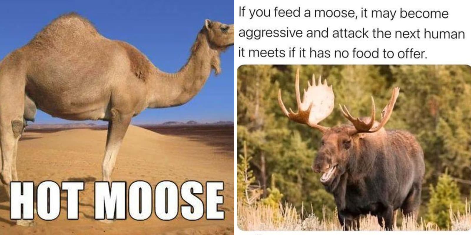 The 27 Funniest Moose Memes, Ranked