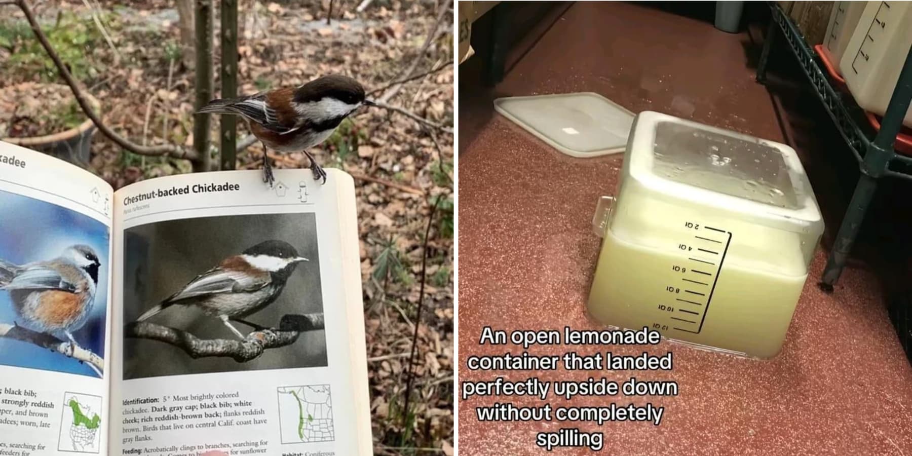 Moments That Defied The Odds And Blew Our Minds Last Year