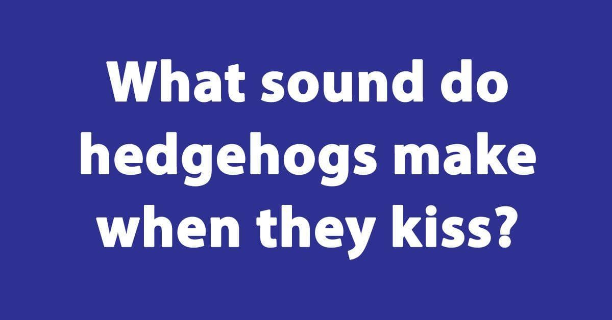 The 24 Best Hedgehog Jokes, Ranked