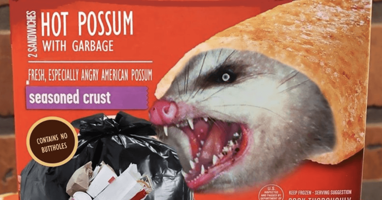 20 Funny Possum Memes, Ranked