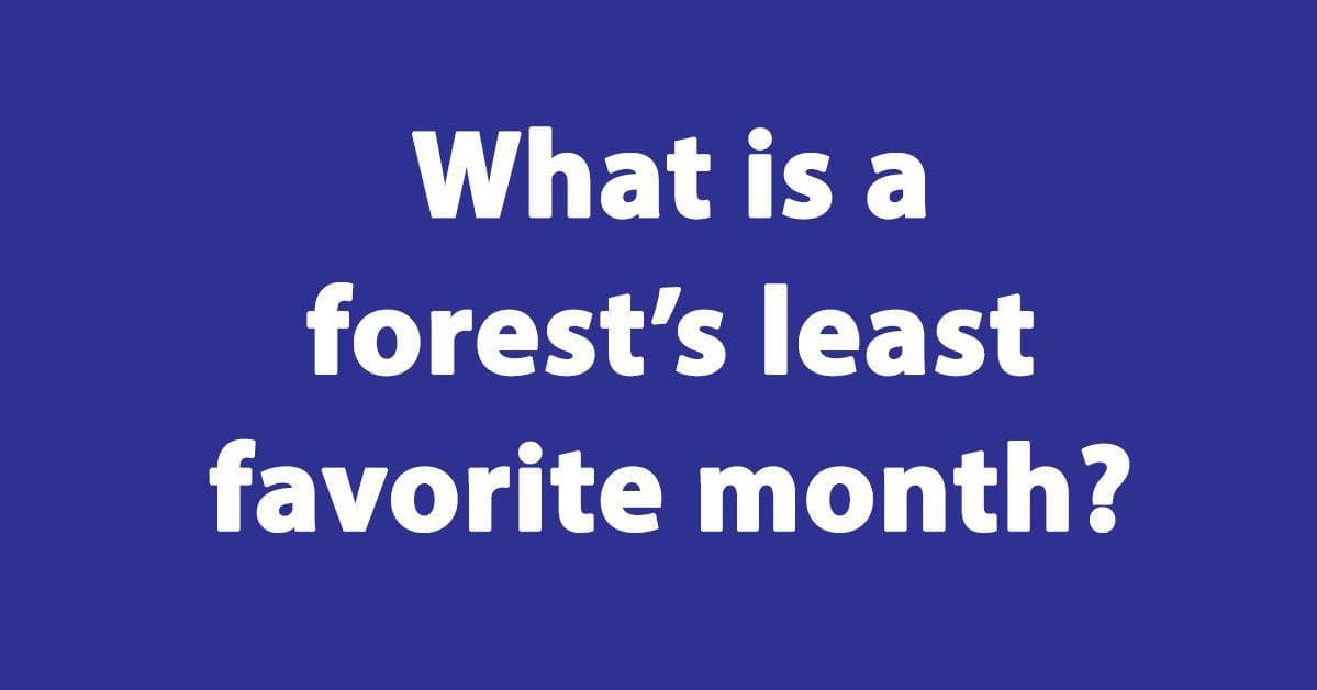 The 16 Best Forest Jokes, Ranked