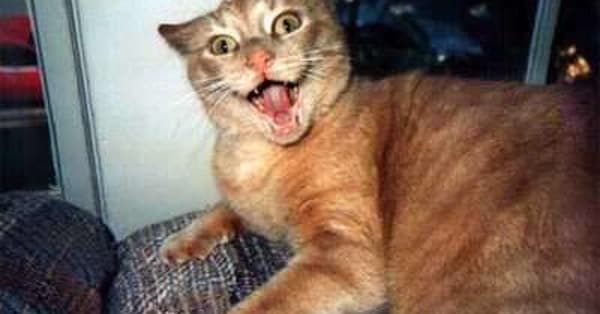 Angry Cat Images