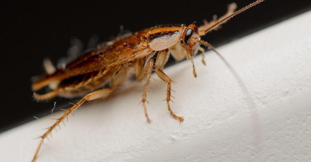 Scariest Insects On The Planet