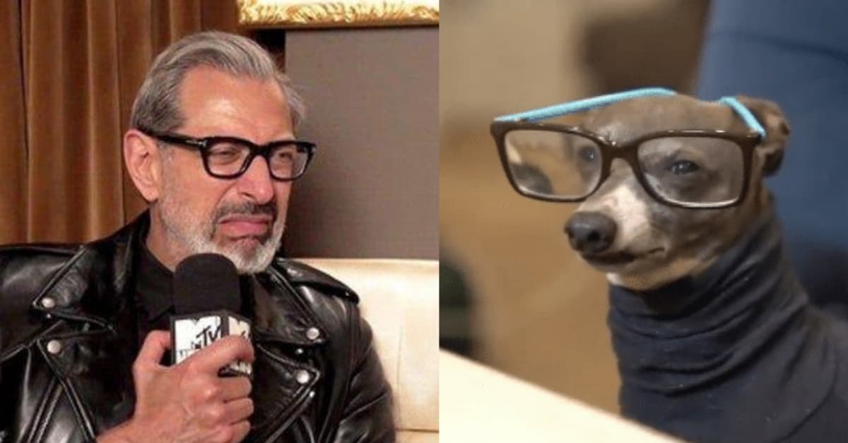 Meme De Jeff Goldblum