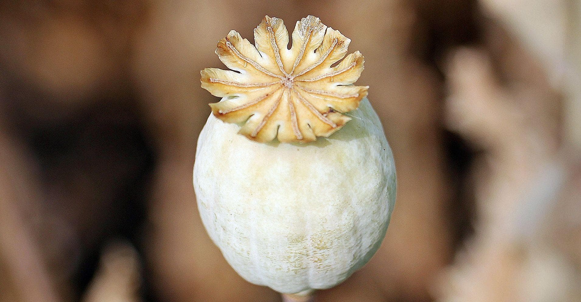 9 Insane Drugs People Used to Get High Throughout History