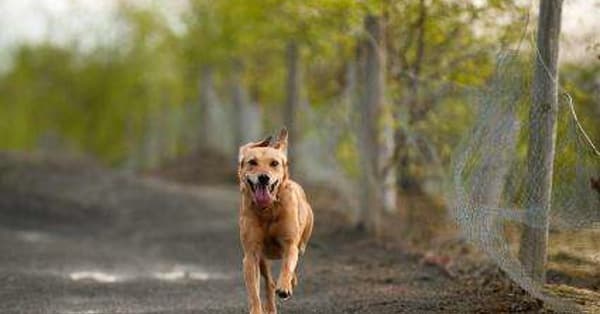 scared animals return home