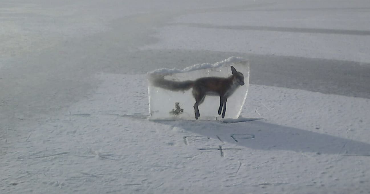 11 Chilling Photos Of Frozen Animals