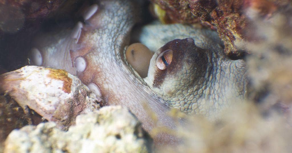 The Story Of Inky, The Most Badass Octopus In The Sea