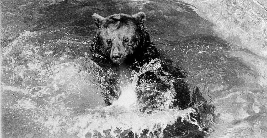 9 Fascinating Facts About the Real Life Smokey The Bear