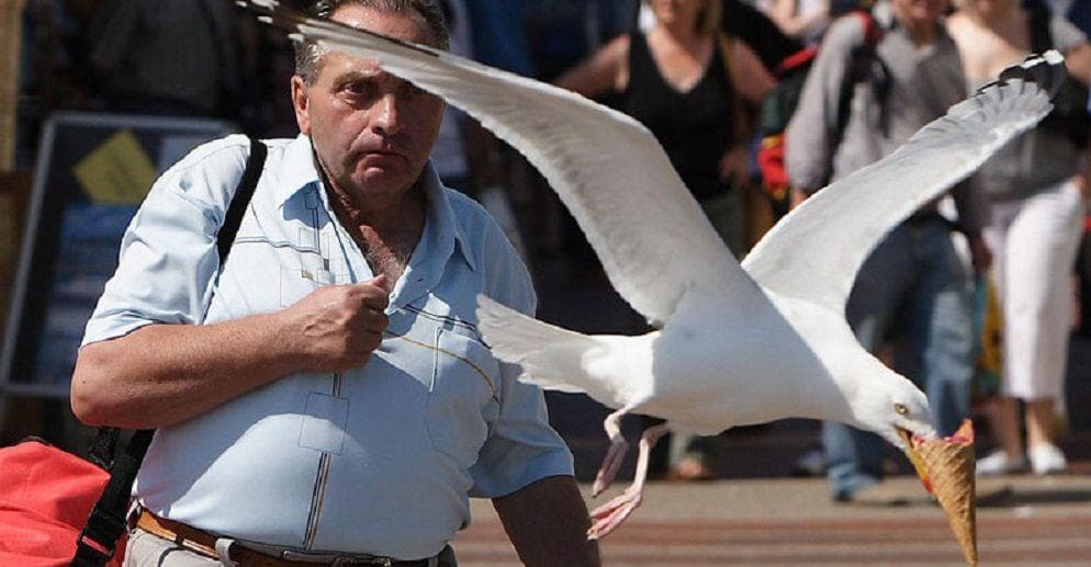 These Hilarious Photos Ultimately Prove Seagulls Are A Seaside Menace