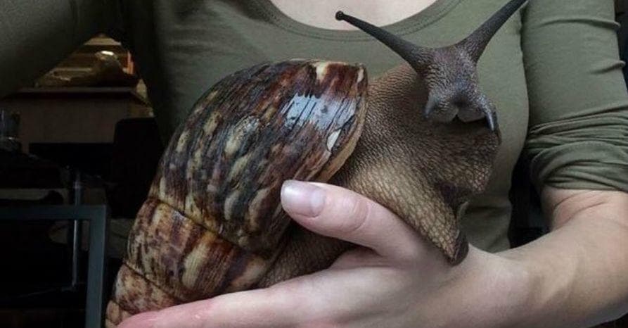 Giant African Land Snails Look Like Mutant Bunny Rabbits