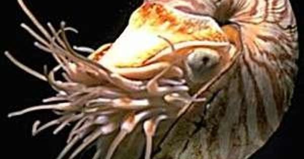 The Oldest Animal on Earth (and the Oldest Living Things)