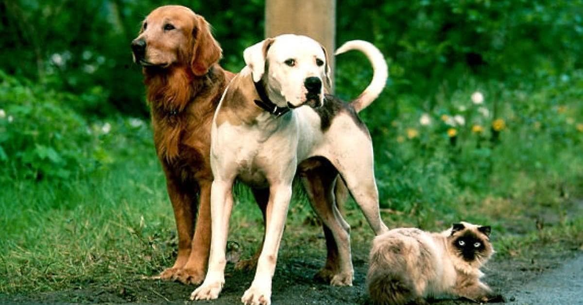 15 Good Movies You Can Watch With Your Dog, Ranked