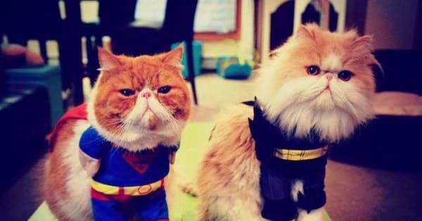Cat Superhero Costumes
