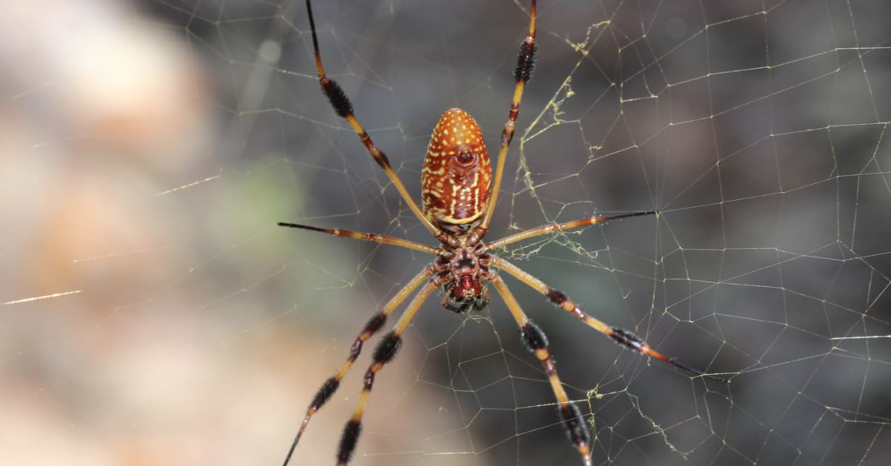 Cool Spider Facts | 10 Amazing Things About Spiders