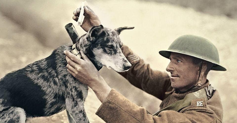 Historical Photos Of Dogs With Jobs