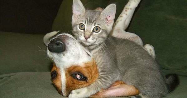 Best Funny Pics of Animal Love