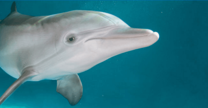 The Story Of Winter The Dolphin And Her Prosthetic Tail