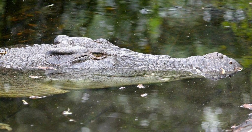 The 12 Weirdest Things Ever Found In Animal Stomachs