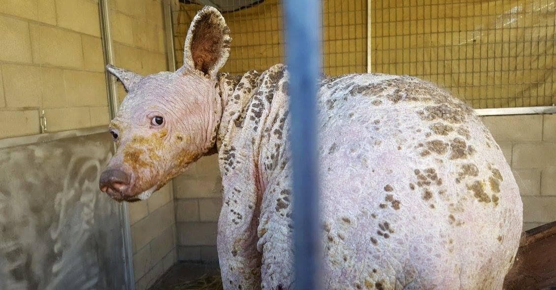 This Bear Was Unrecognizable Because of Mange - But What Is It?