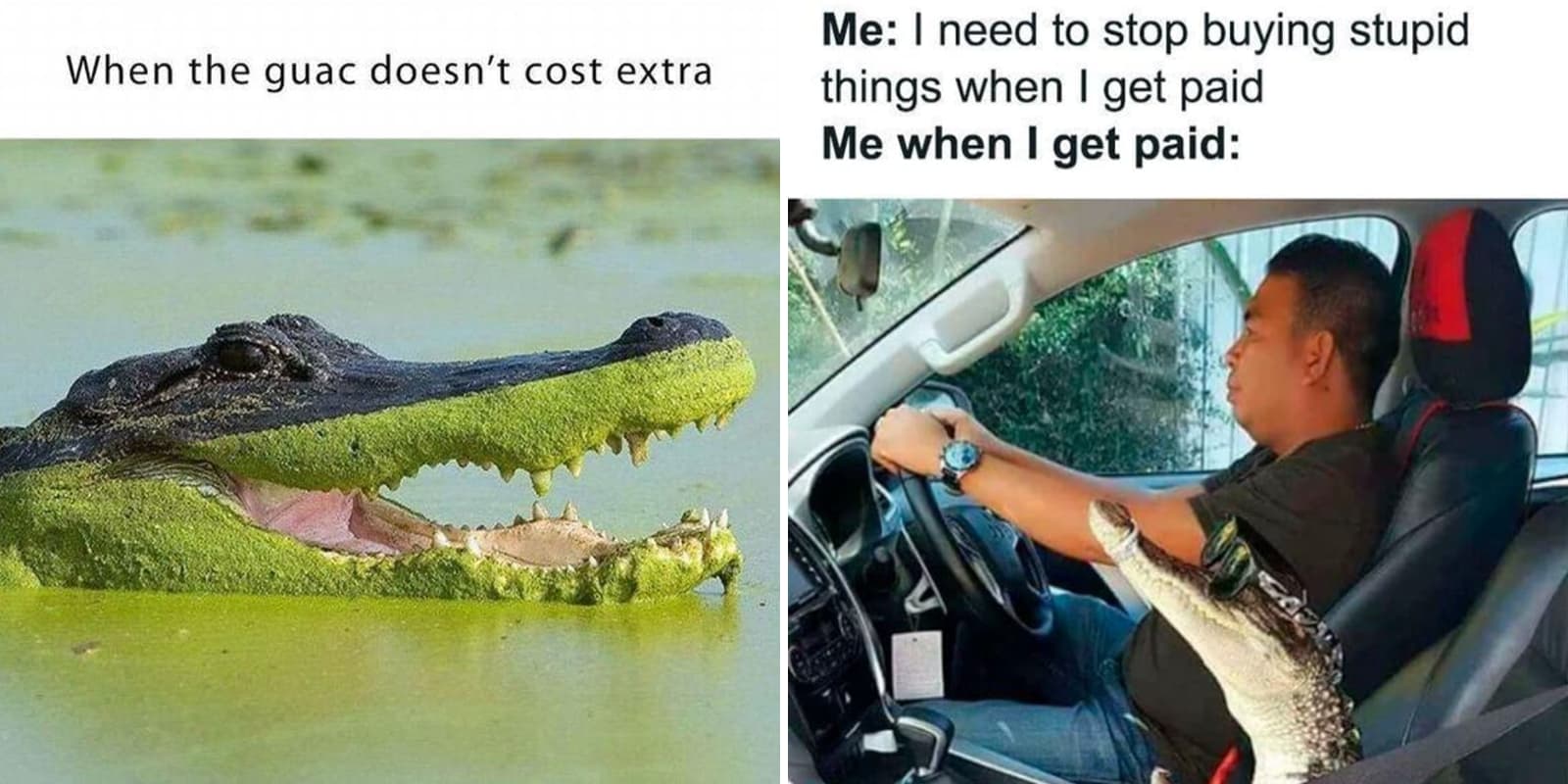 Memes Crocodile