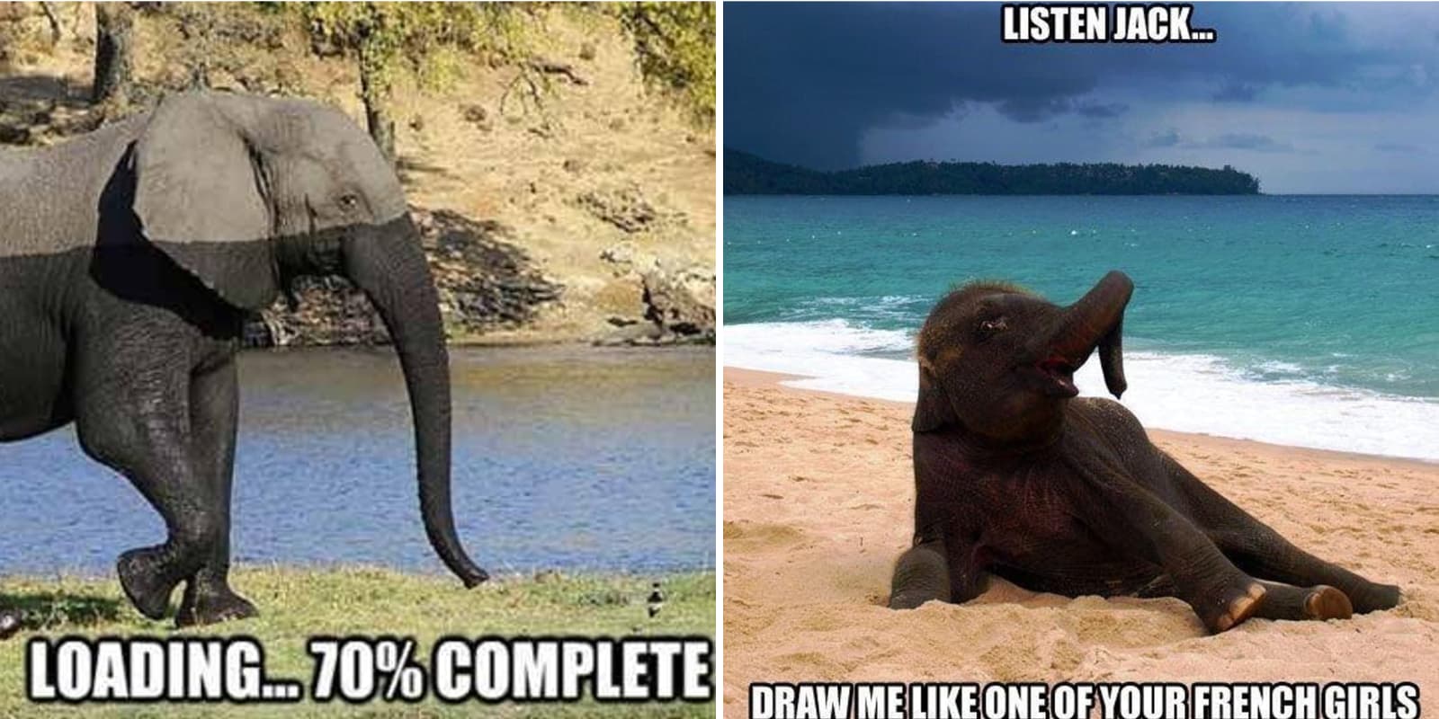 The 28 Funniest Elephant Memes, Ranked