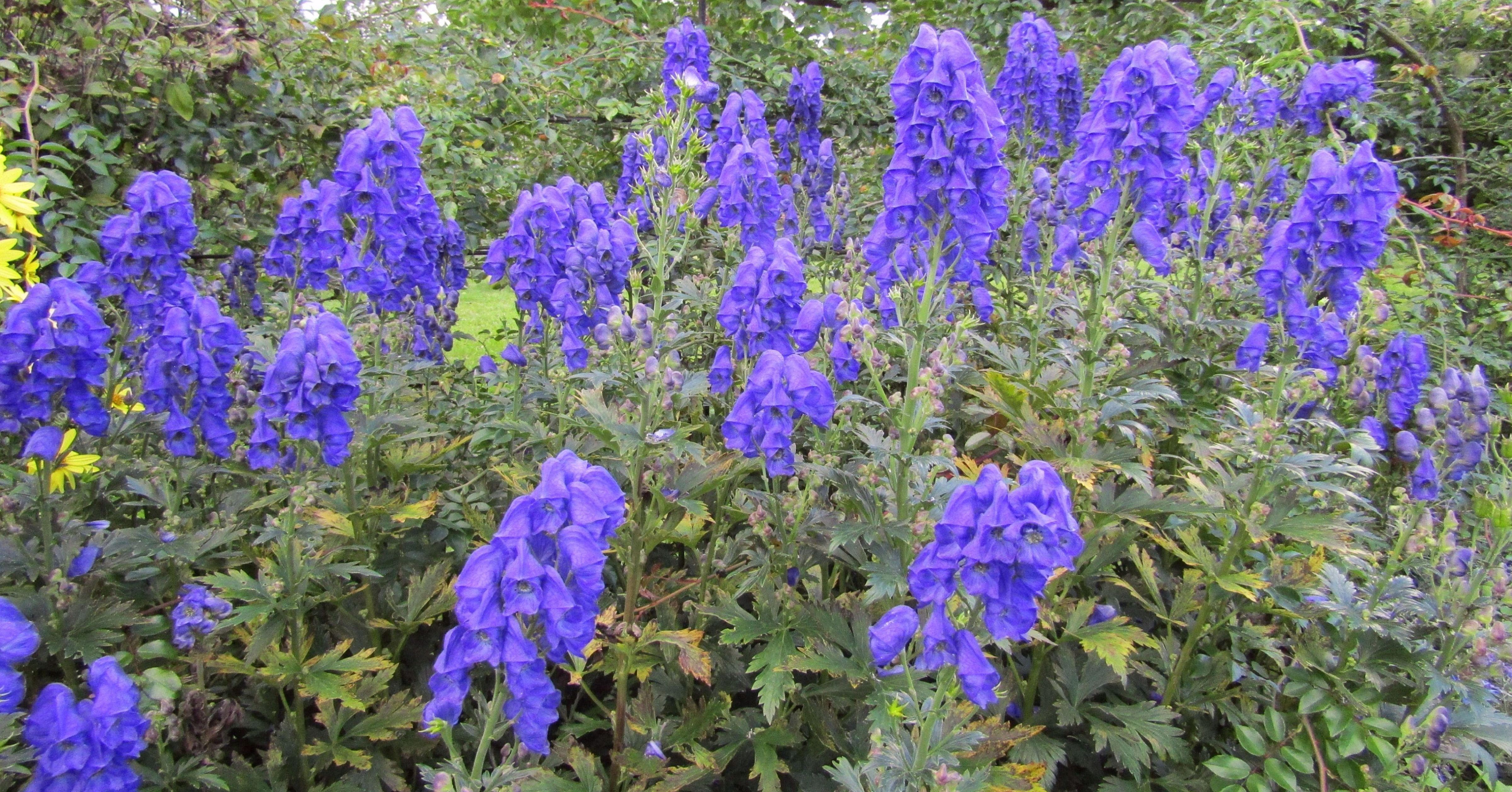 The 15 Most Dangerous Plants in the World, Ranked