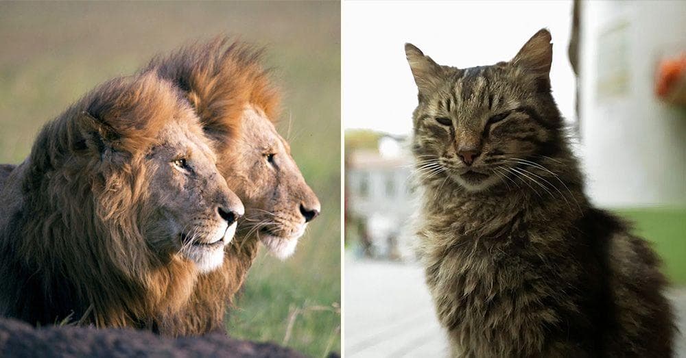 The 15 Best Cat Documentaries, Ranked By Viewers
