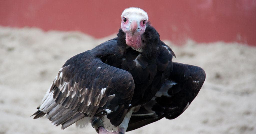 The Best Animals That Start With V, Ranked By Fans