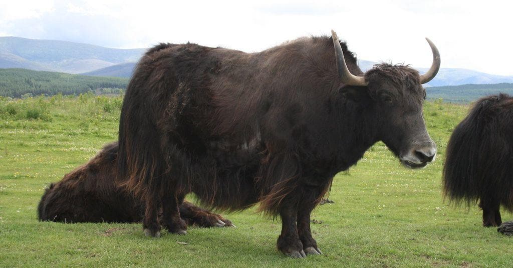 The Best Animals That Start With Y, Ranked By Votes